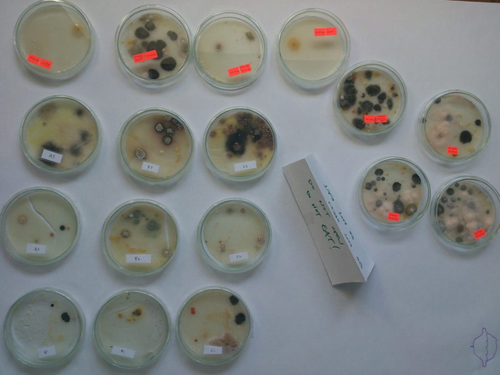 Solving Antibiotic Resistance with the Power of Evolution - The Prindle ...