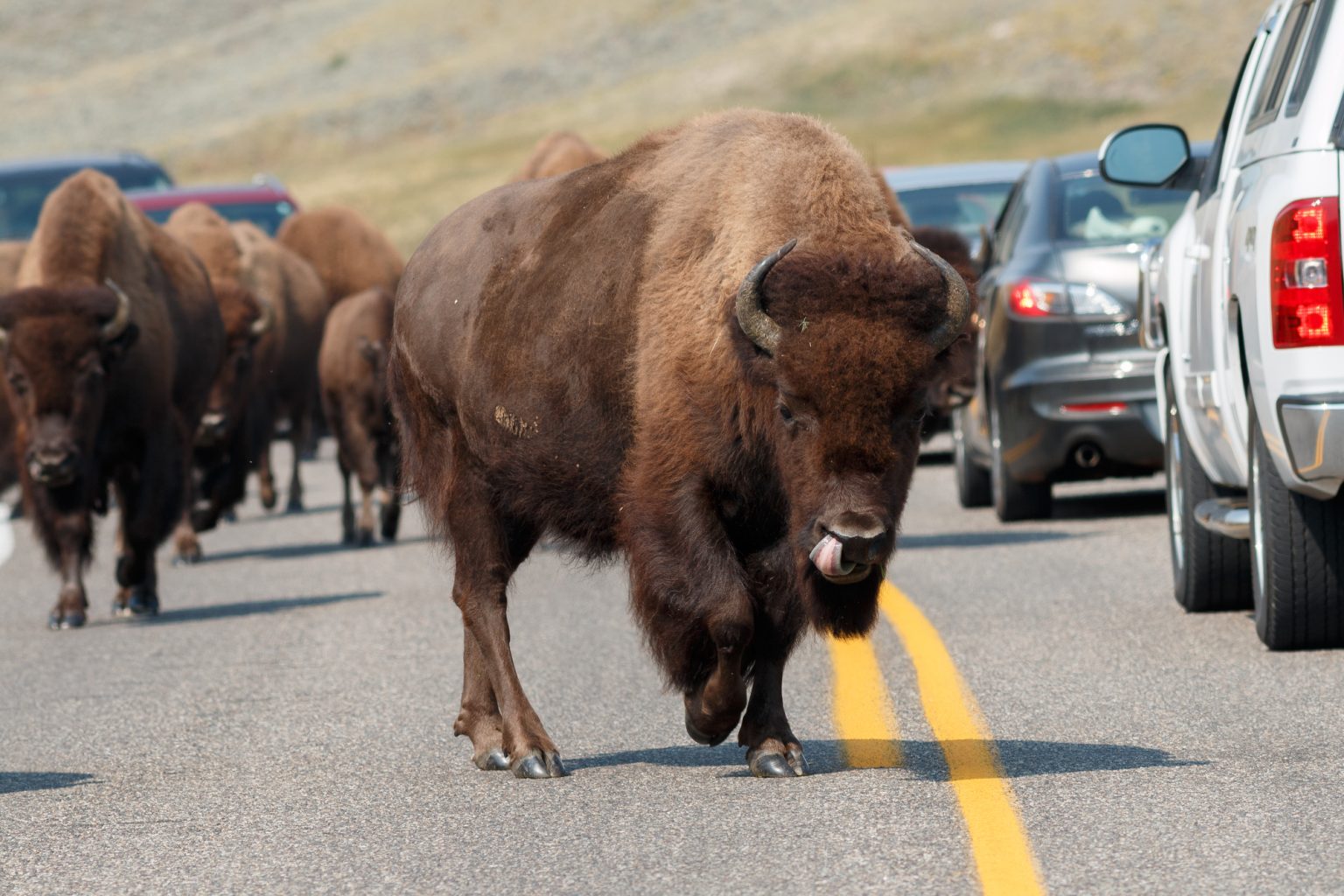 Clifford Waters and the Death of a Yellowstone Bison - The Prindle ...