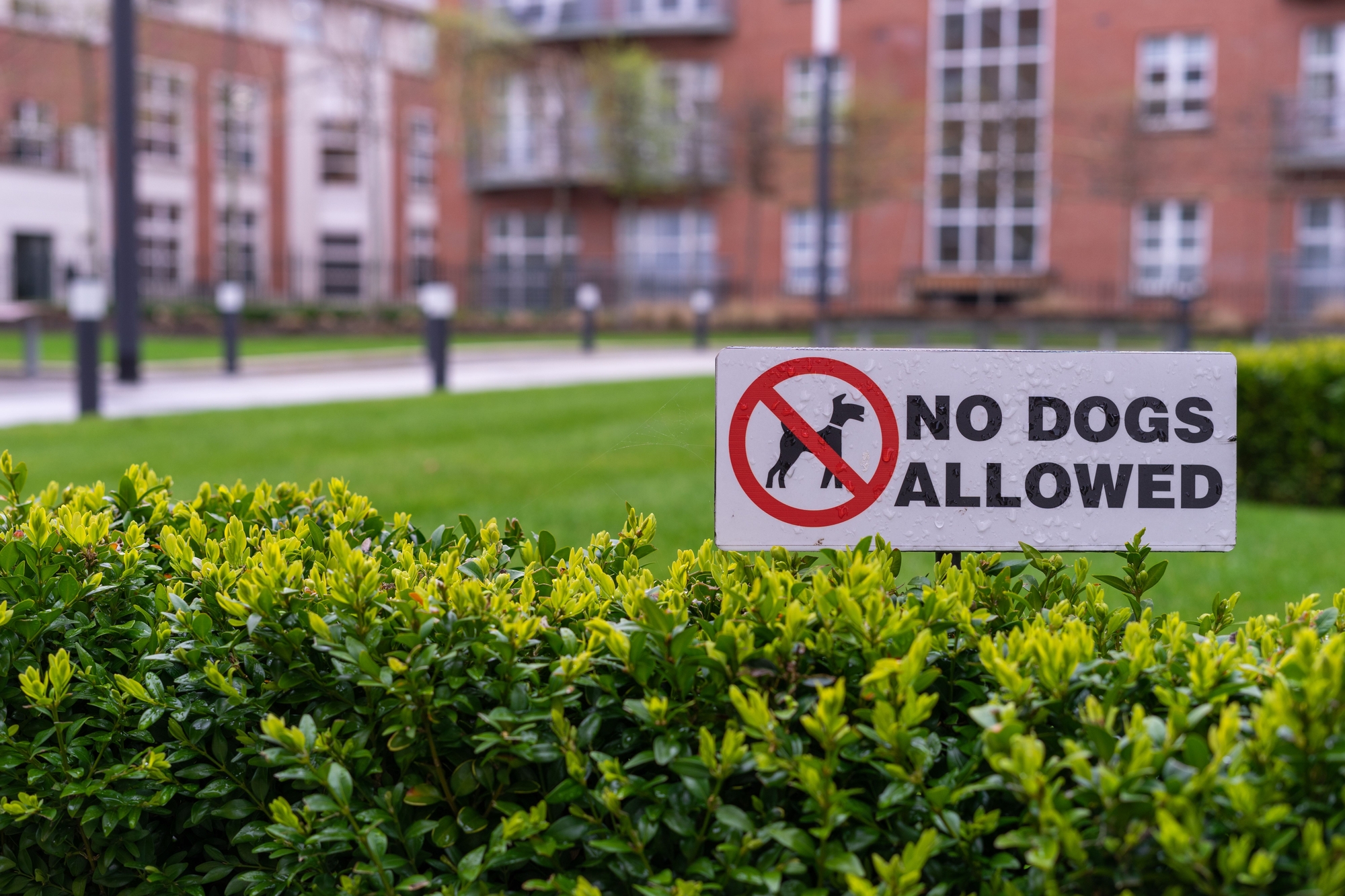 On The Morality Of Rental Pet Prohibitions Prindle Institute On The Morality Of Rental Pet Prohibitions Prindle Institute