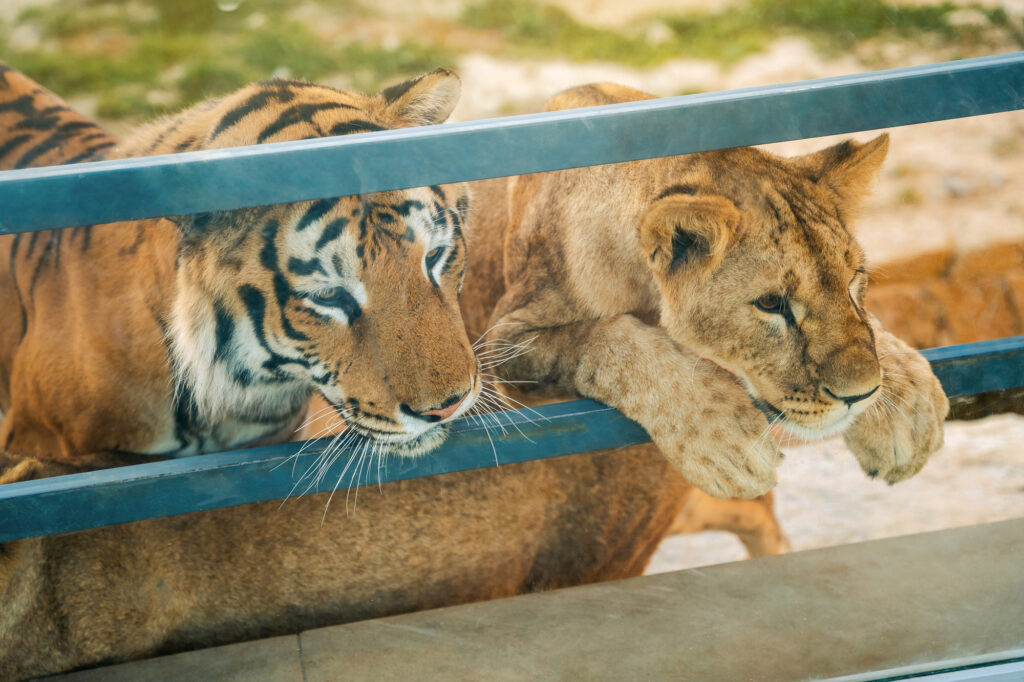 From Pet to Predator’s Plate - The Prindle Institute for Ethics
